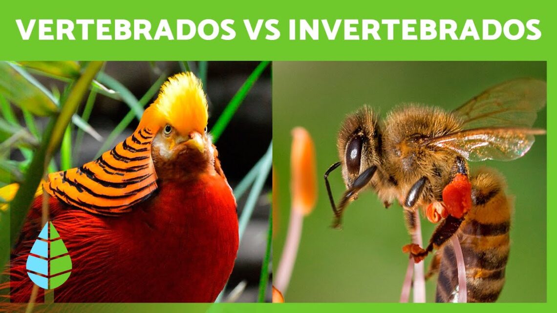 Diferencias entre animales vertebrados e invertebrados - Arjal