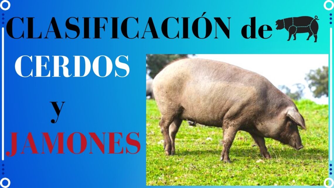 Diferentes tipos de cerdos que se crían en España - Arjal
