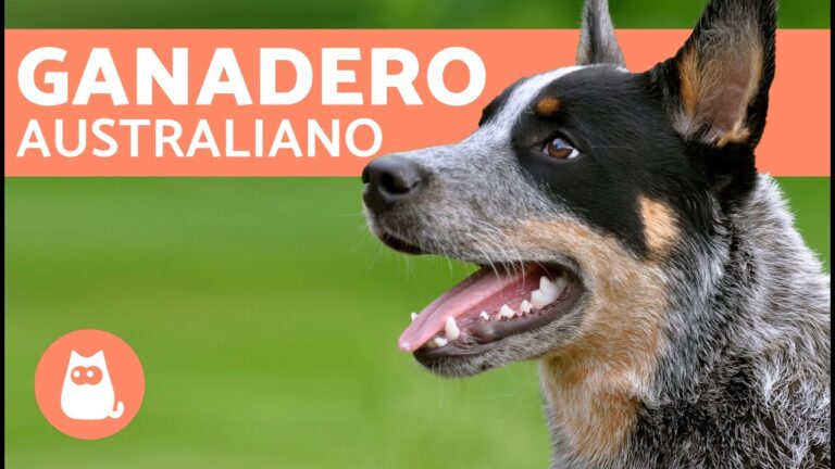 El Perro Blue Heeler: Características y Cuidados - Arjal