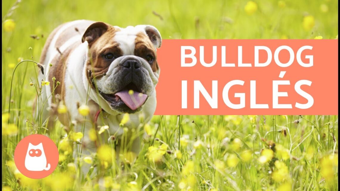 El bulldog inglés más costoso a nivel mundial - Arjal