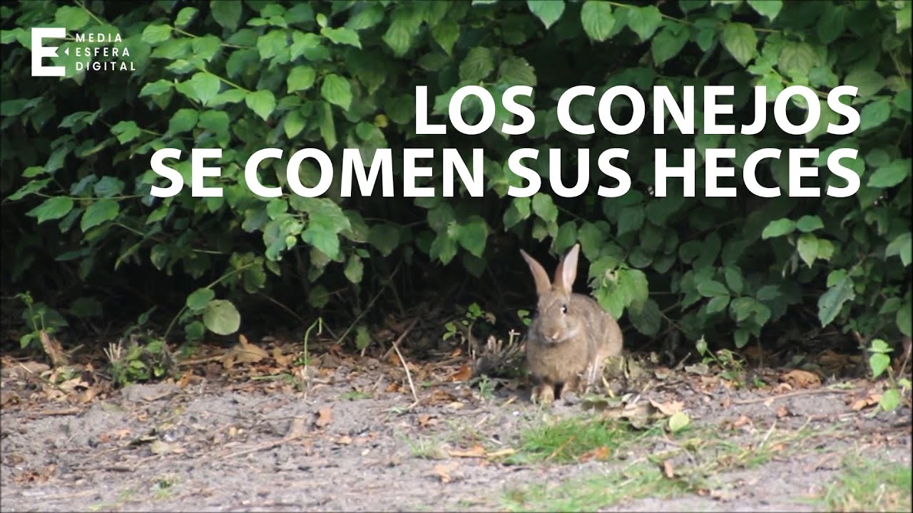 El conejo no come sus cecotrofos: ¿es normal? - Arjal