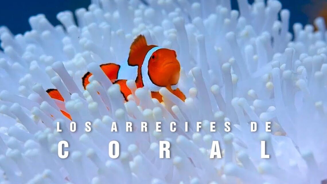 El coral un animal marino fundamental para los ecosistemas marinos - Arjal