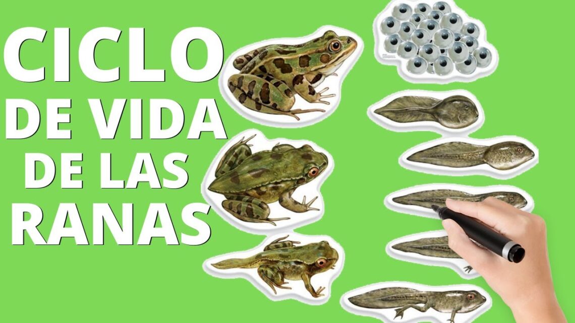 Etapas del ciclo de vida de la rana: metamorfosis - Arjal