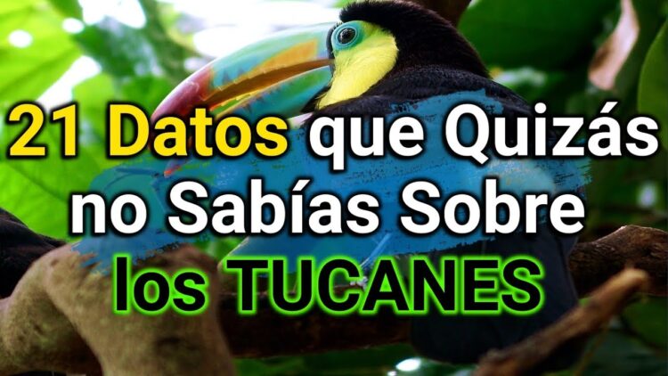 La alimentación del tucán: todo lo que necesitas saber - Arjal