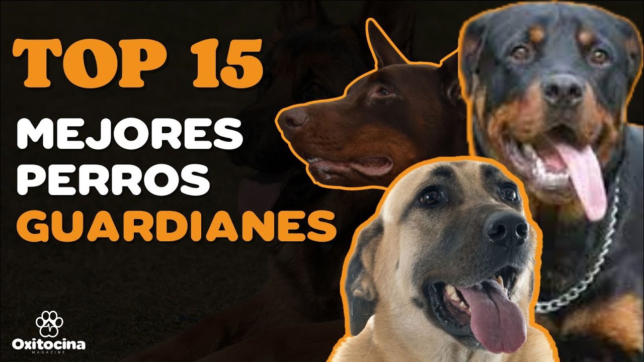 Los mejores perros guardianes: ¿Cuáles son los más recomendados? - Arjal