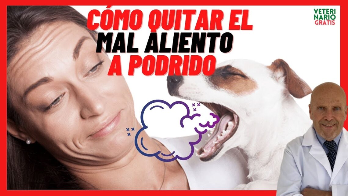 Mal aliento en los perros: Causas y soluciones - Arjal