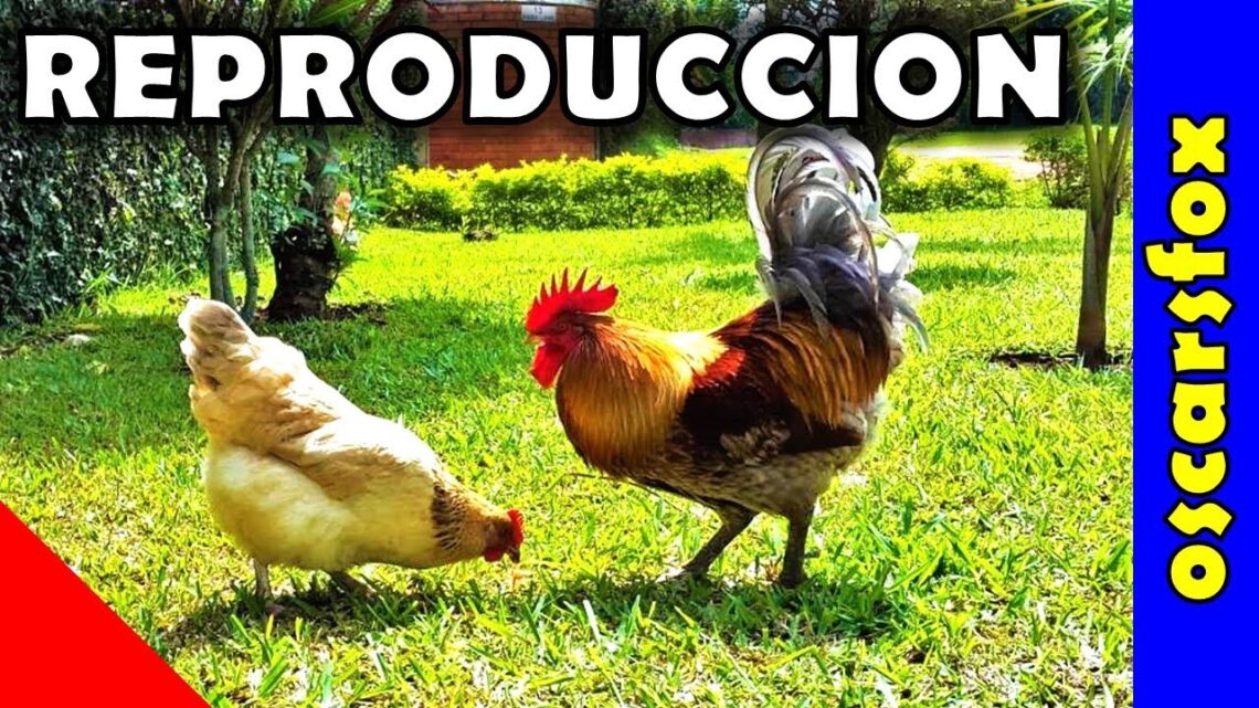 Proceso de reproducción de las gallinas - Arjal