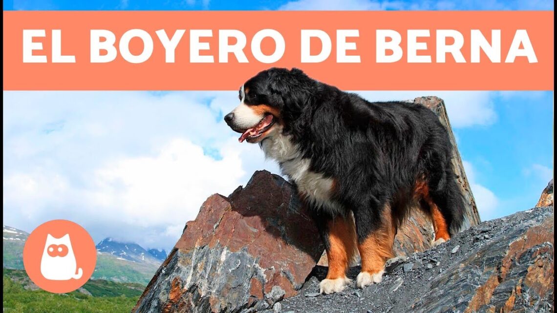 Razas de perros de montaña: Una guía completa - Arjal