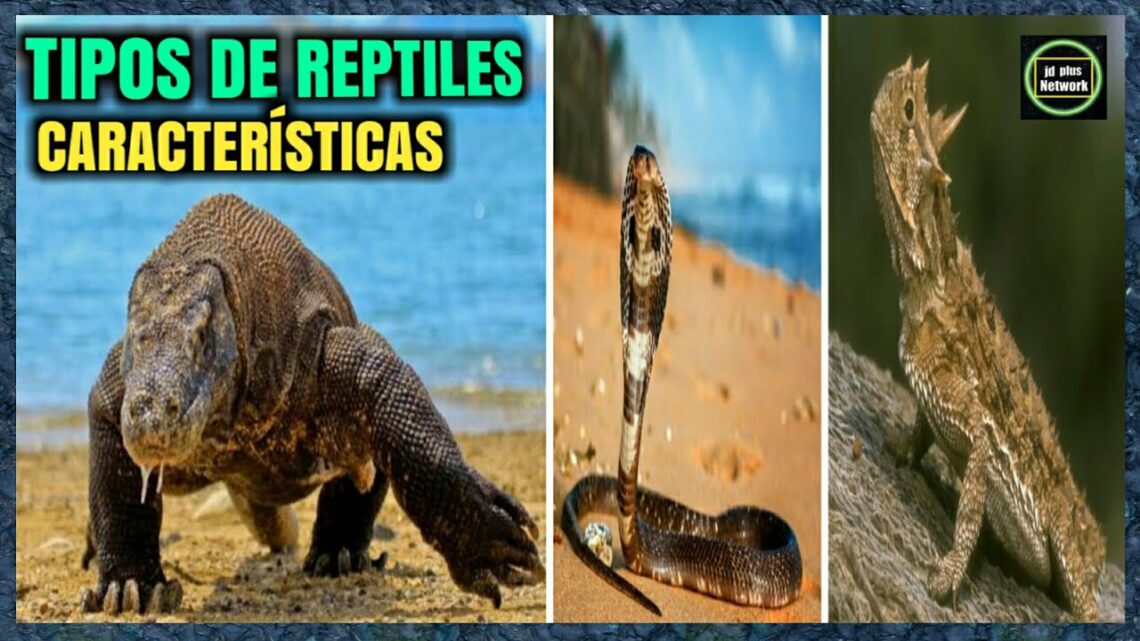 Tipos de reptiles: características y clasificación - Arjal