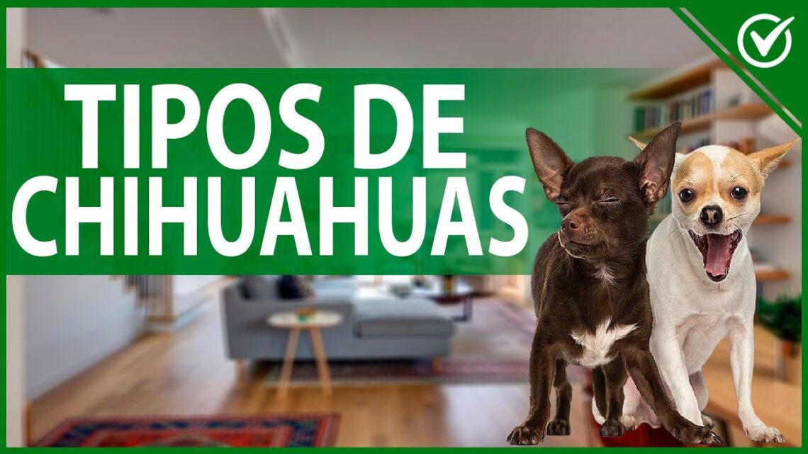Variedades de colores en perros: ¿Cuántas existen? - Arjal