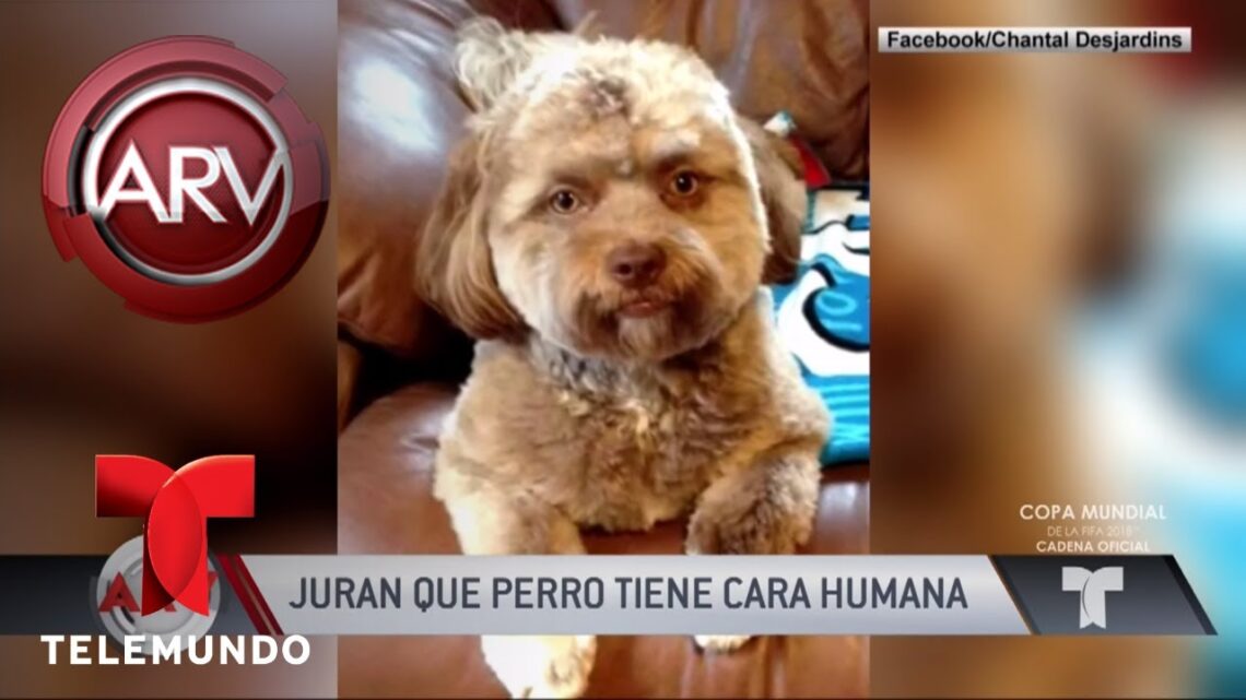 Yogi: El perro que parece tener cara de humano - Arjal