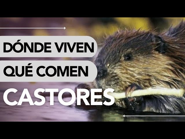 ¿Cuál es la alimentación del castor? - Arjal
