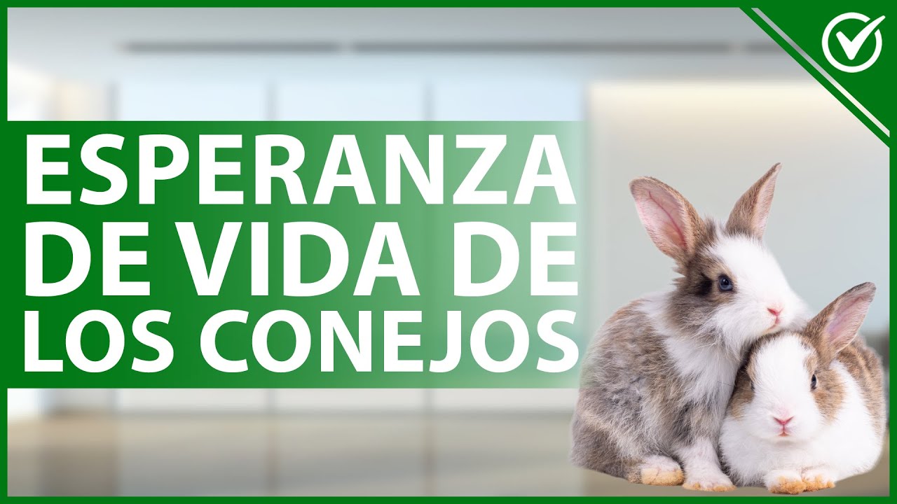¿Cuál es la esperanza de vida de un conejo enano? - Arjal