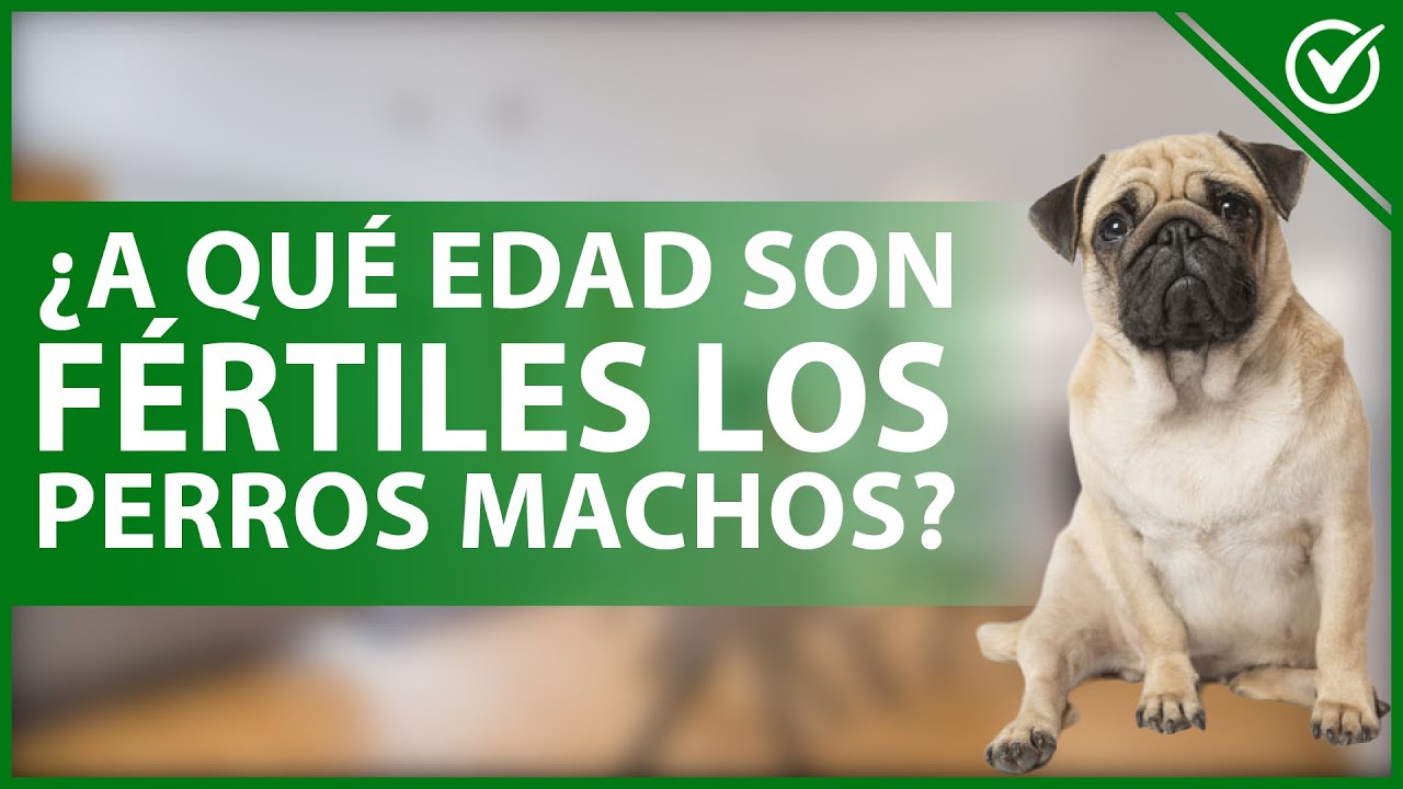 ¿Cuándo un perro puede reproducirse? - Arjal