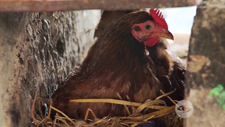 ¿Cuánto alimento necesita una gallina criolla? - Arjal