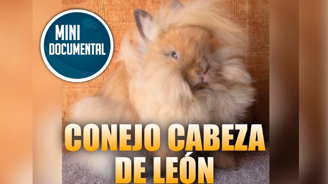¿Cuánto mide habitualmente un conejo cabeza de león? - Arjal