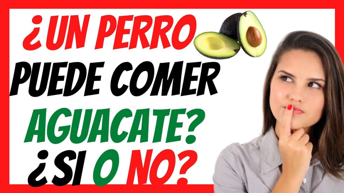 ¿El aguacate es perjudicial para los perros? - Arjal