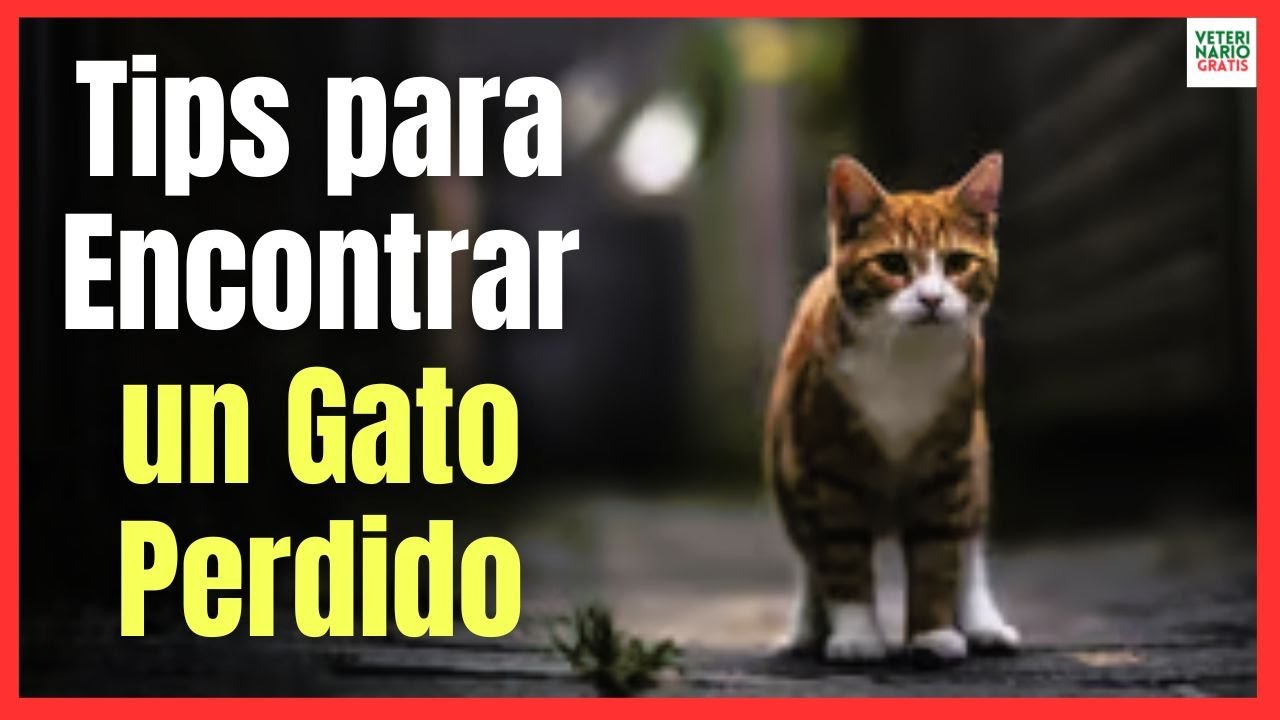 ¿Hasta dónde puede llegar un gato perdido? - Arjal