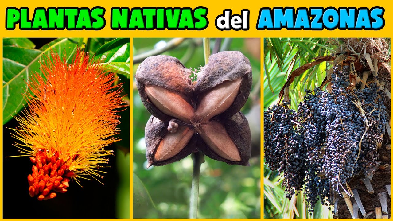 ¿Qué tipos de plantas se encuentran en la selva? - Arjal