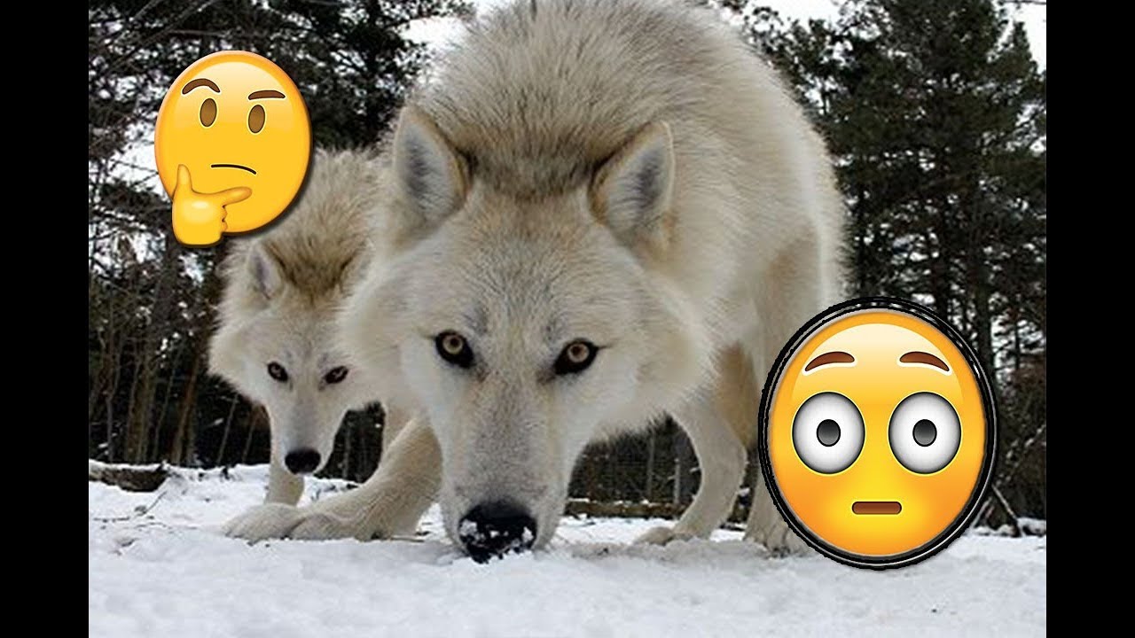 Alimentación de los lobos: ¿Qué animales consumen? - Arjal