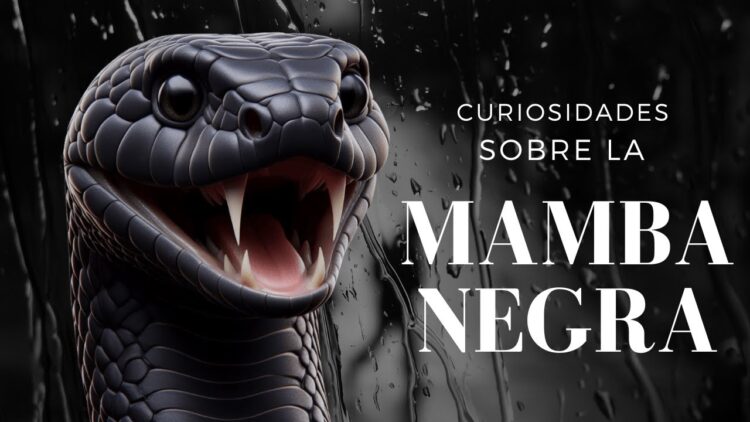 Características de la Mamba Negra: Datos importantes sobre esta ...