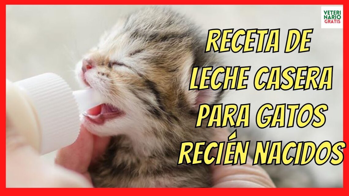 Cómo alimentar a un gatito bebé con leche - Arjal