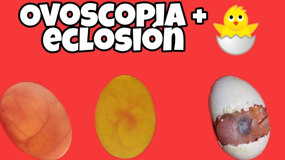 Cómo saber si un huevo de agapornis está fertilizado - Arjal