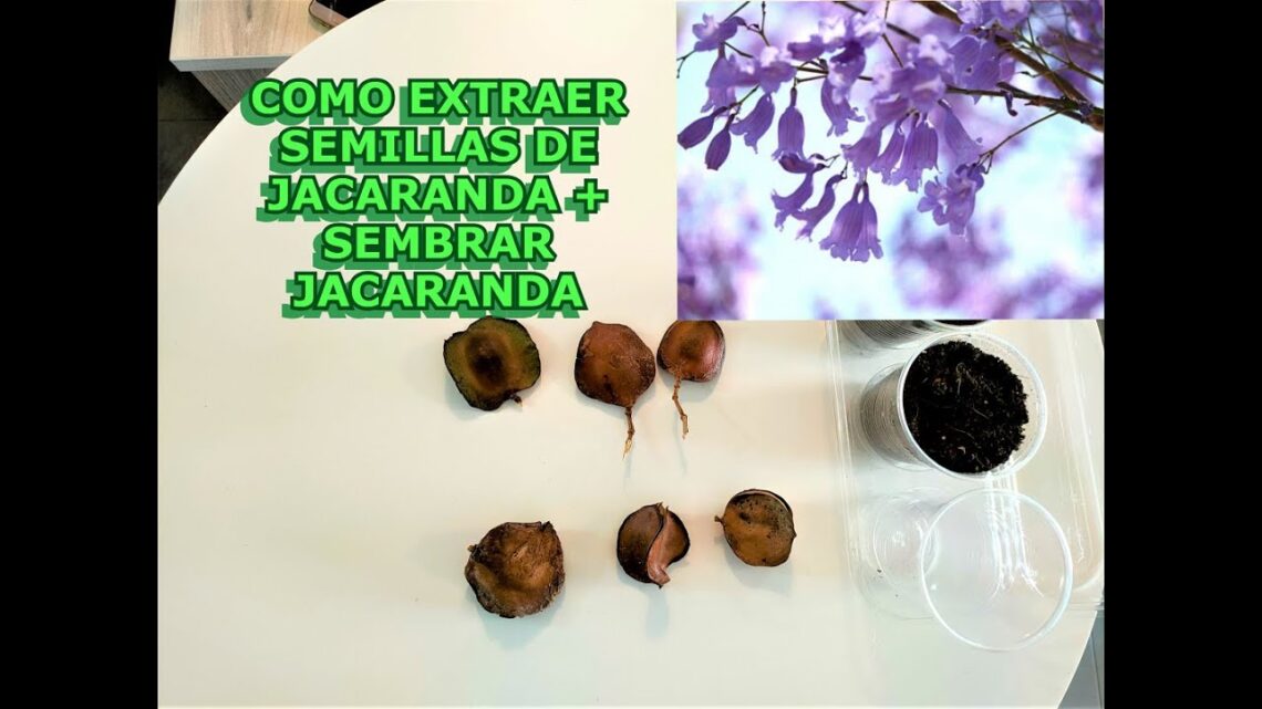 Cómo sembrar semillas de jacaranda: Guía paso a paso - Arjal