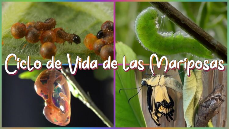 El ciclo de vida de las mariposas explicado para niños - Arjal