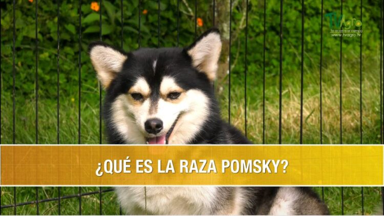 El pomsky un cruce entre Pomerania y Husky Siberiano - Arjal