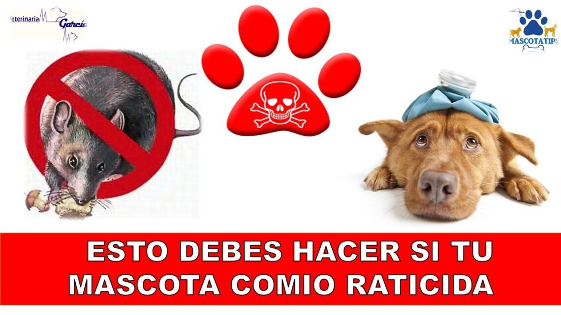 El veneno para ratas puede ser mortal para los perros - Arjal