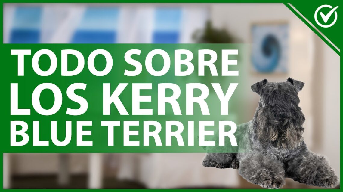 Kerry Blue Terrier: características y cuidados - Arjal