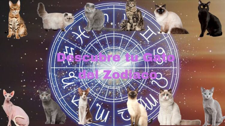 La raza de gato ideal según tu signo del zodiaco - Arjal