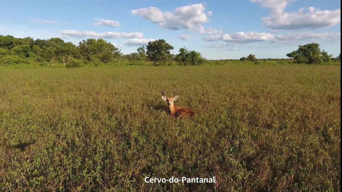 Lodge en la selva cristalina de Mato Grosso - Arjal