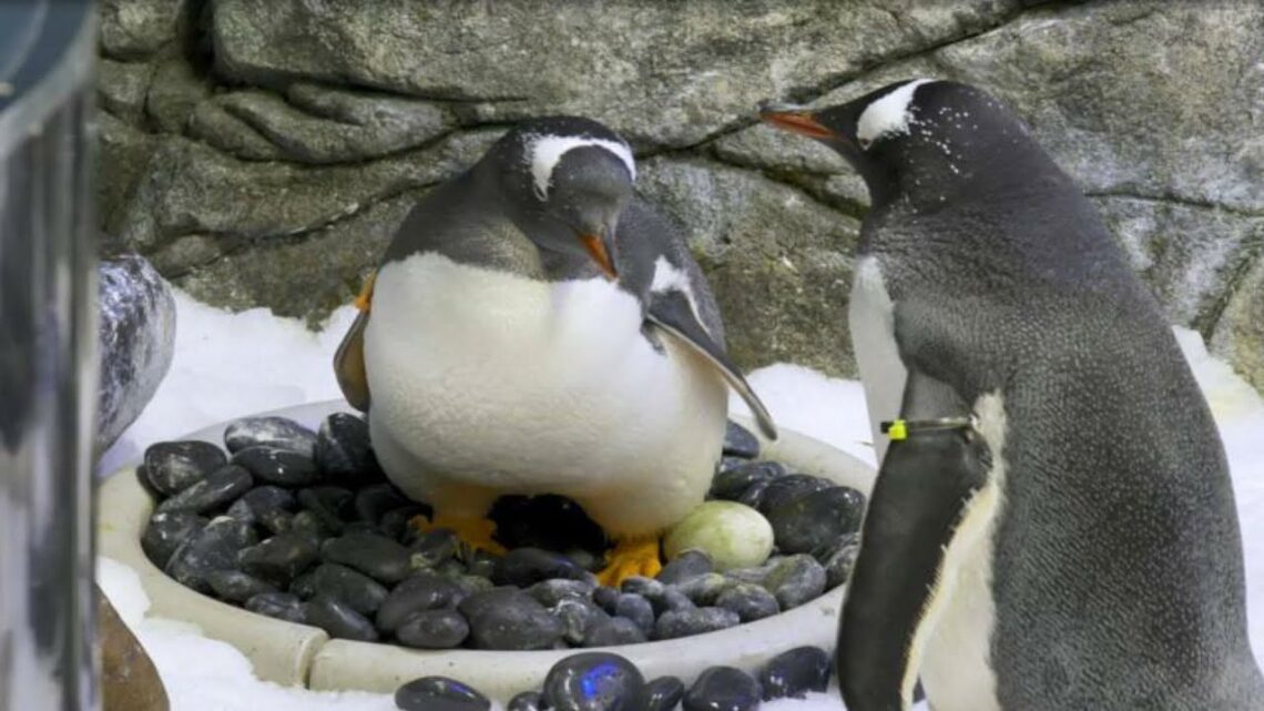 Los pingüinos eligen una pareja para toda la vida - Arjal
