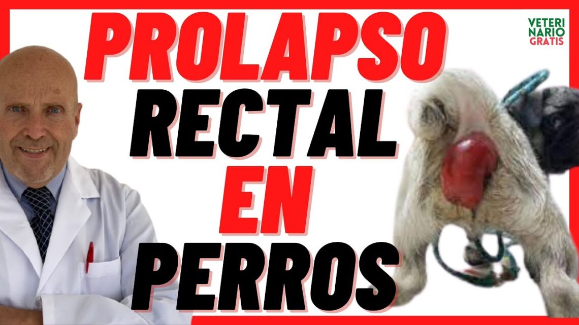 Prolapso rectal canino: causas síntomas y tratamiento - Arjal
