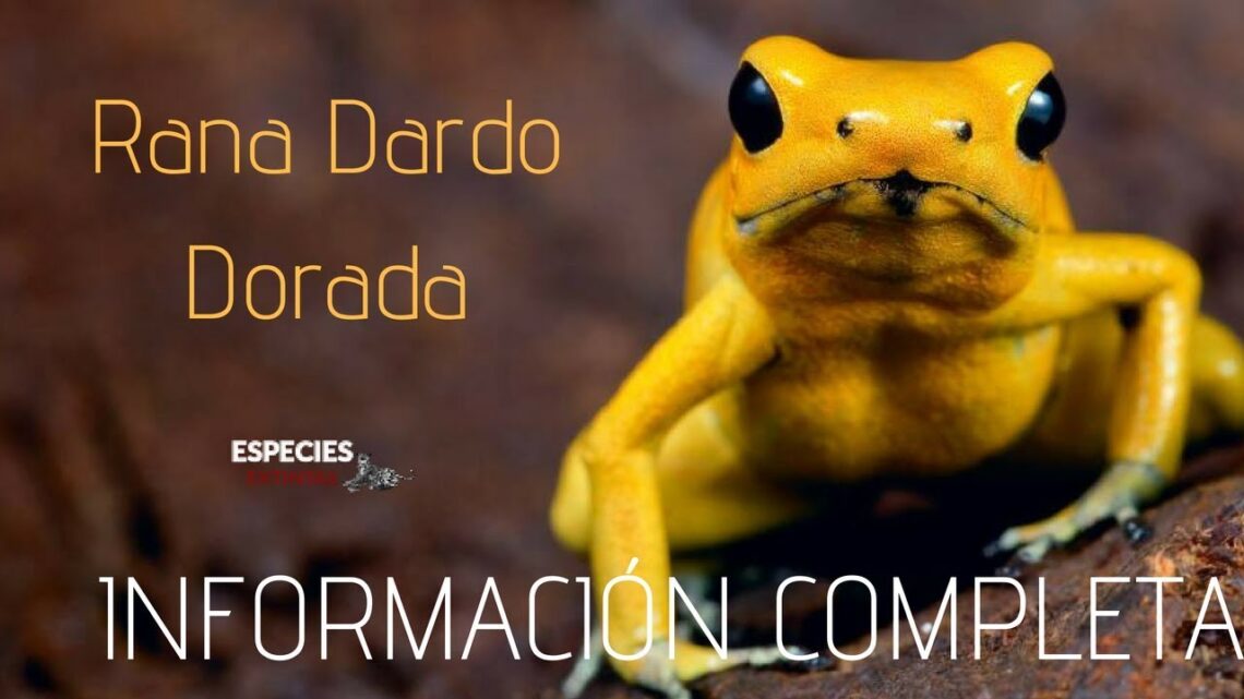 Razones de la extinción de la rana dorada - Arjal