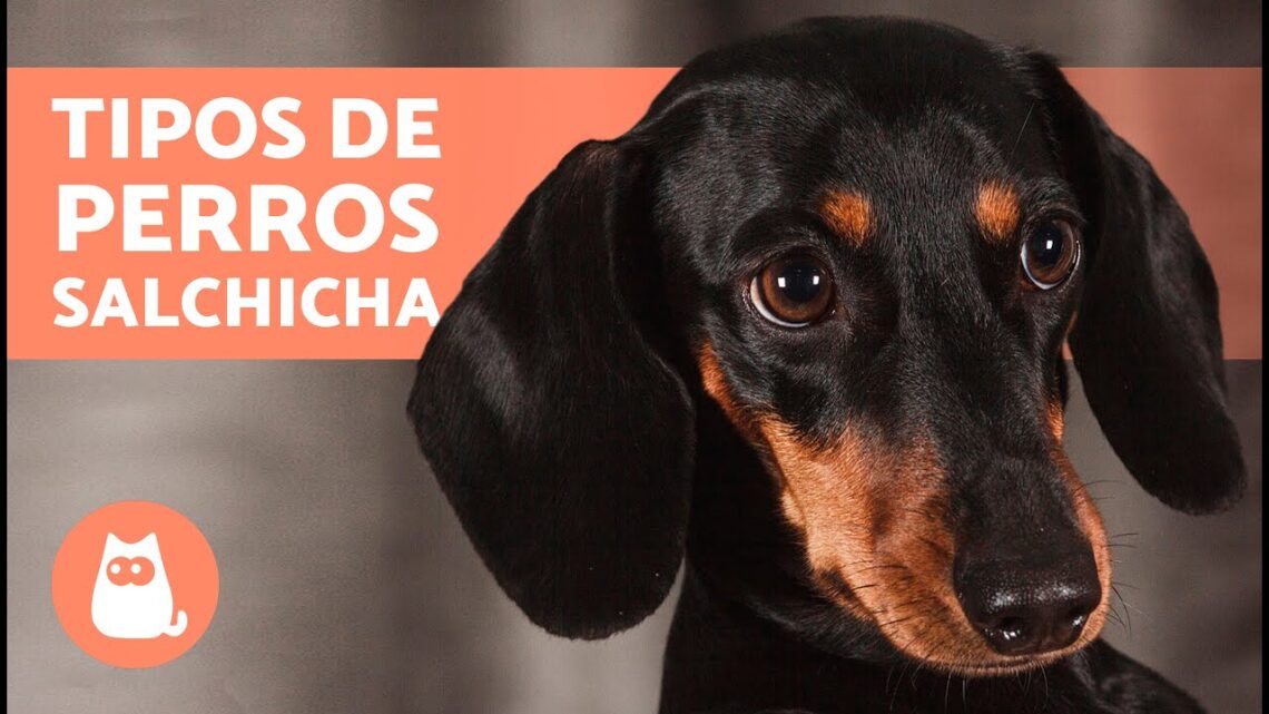 Tipos de razas de perros salchicha - Arjal