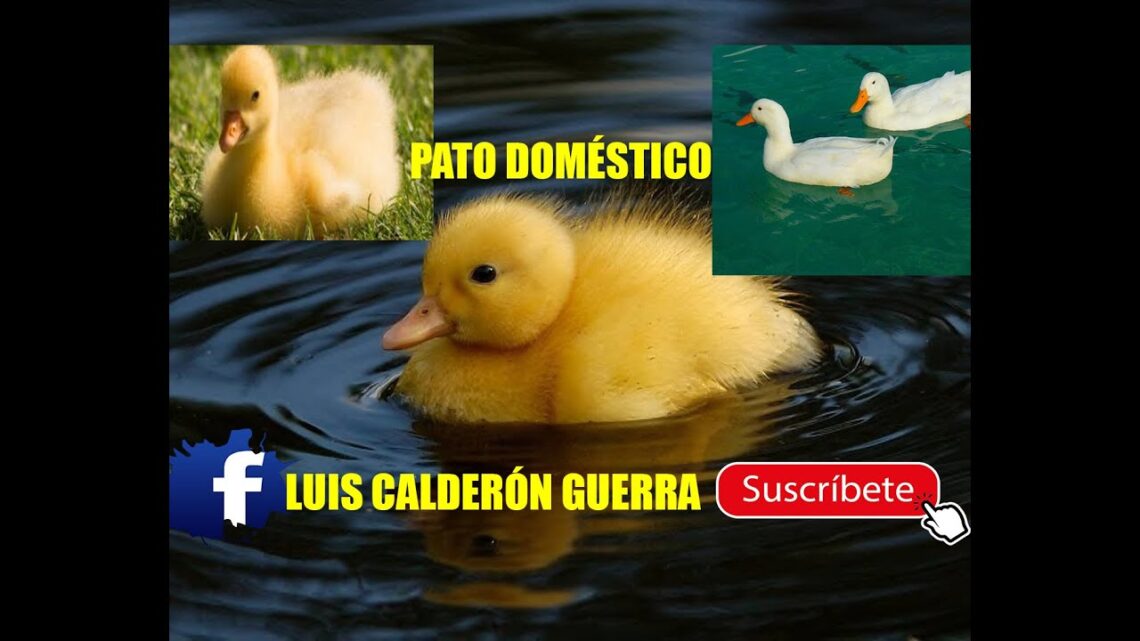 Vida promedio de un pato doméstico - Arjal