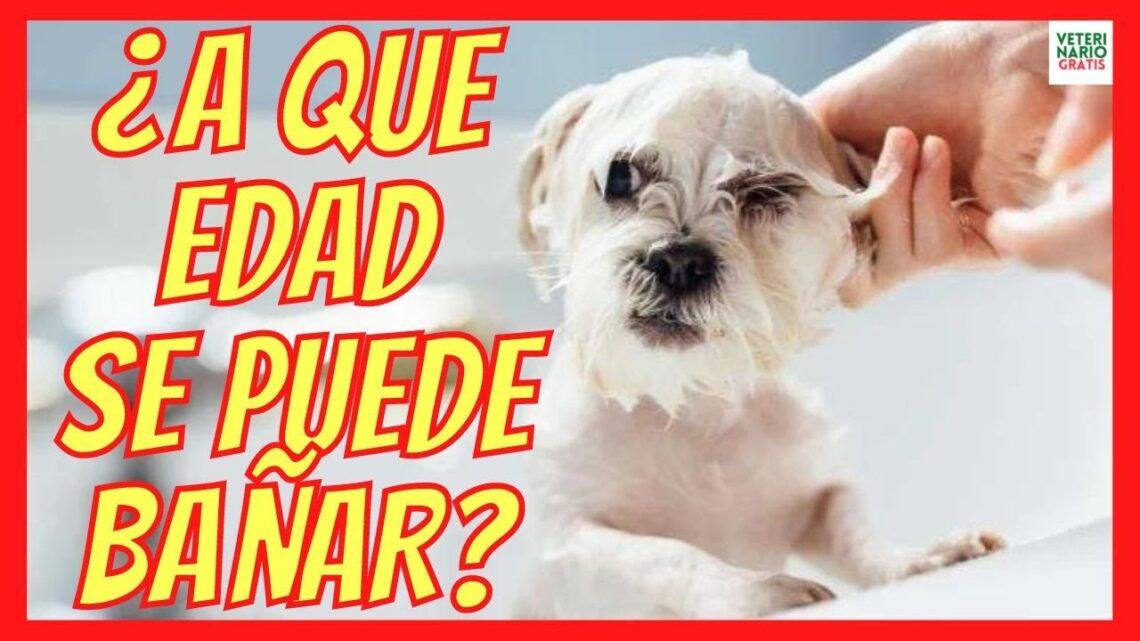 ¿A partir de qué edad se puede bañar a un perro? - Arjal