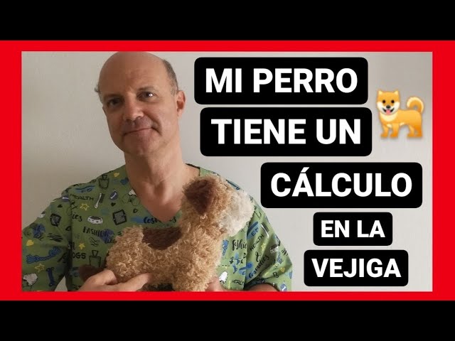 ¿Dónde Se Encuentra la Vejiga de un Perro? - Arjal