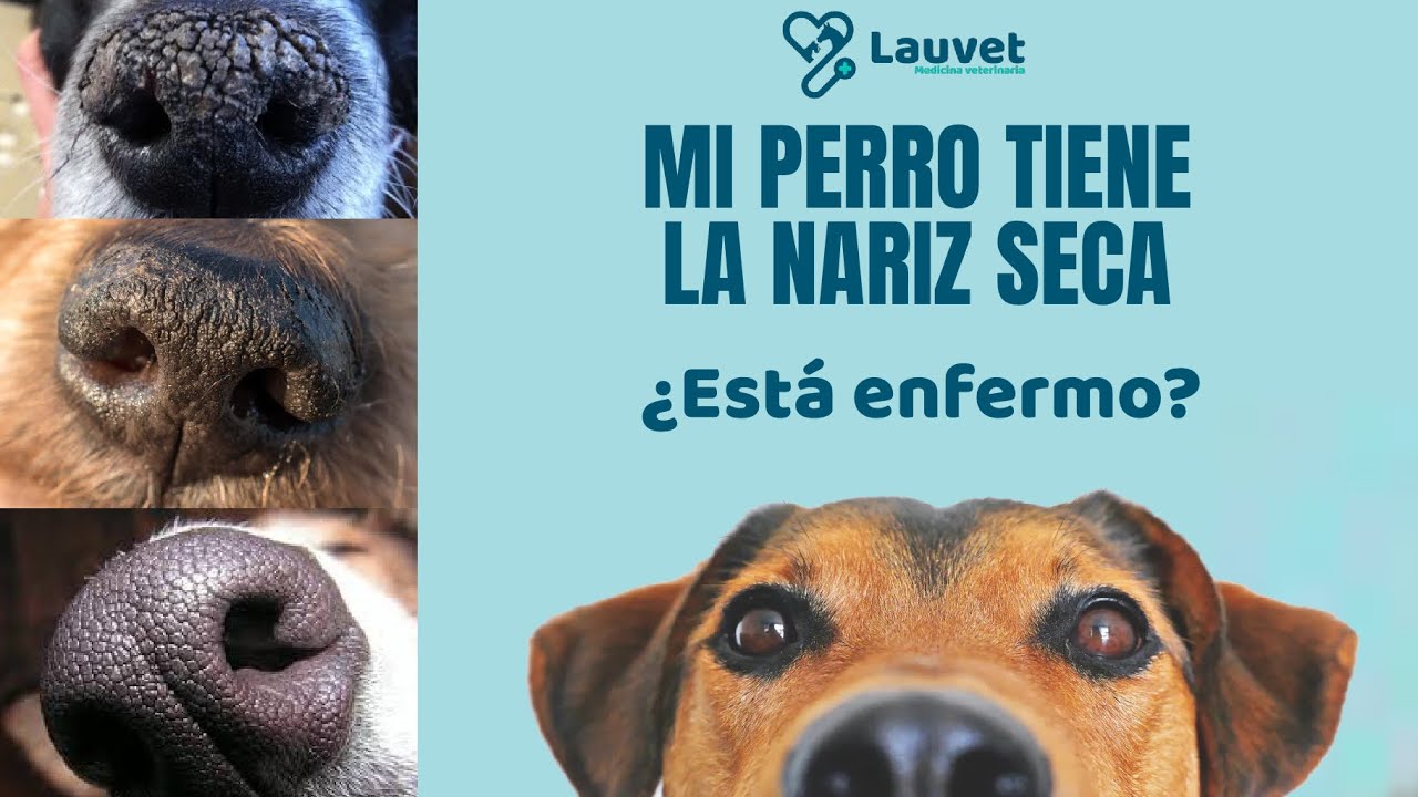 ¿Qué significa cuando a un perro se le calienta la nariz? - Arjal