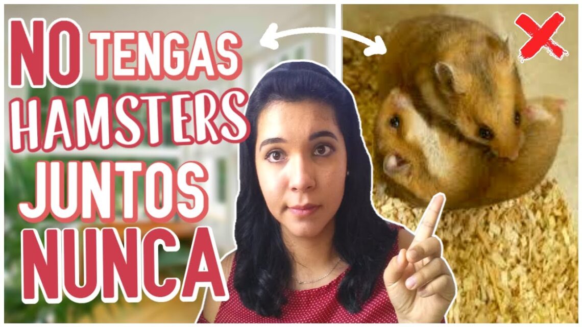 ¿Un hámster macho puede convivir con las crías? - Arjal