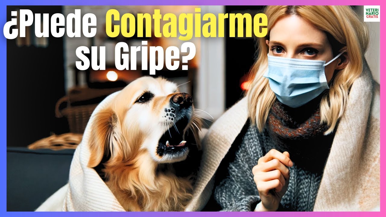 ¿Un humano puede contagiar la gripe a un perro? - Arjal