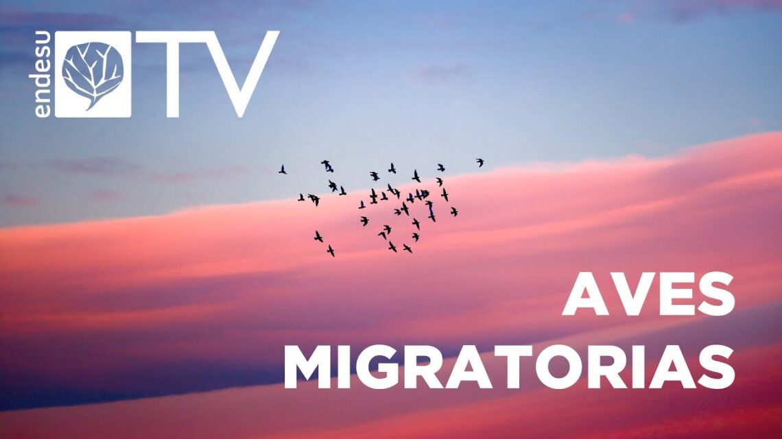 Aves migratorias en España: tipos y características - Arjal