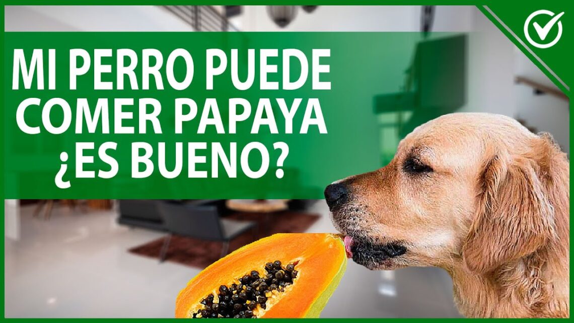 Beneficios de la papaya para los perros - Arjal