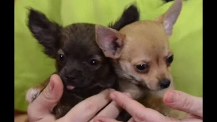 Características de la raza Chihuahua - Arjal