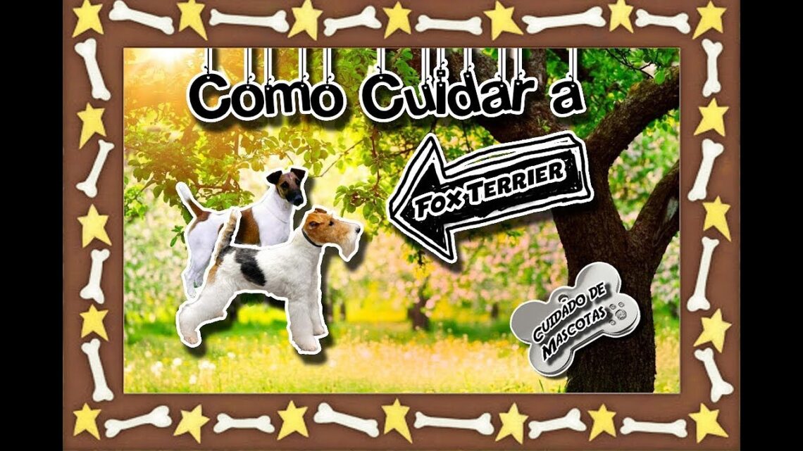 Características y cuidados del Fox Terrier - Arjal