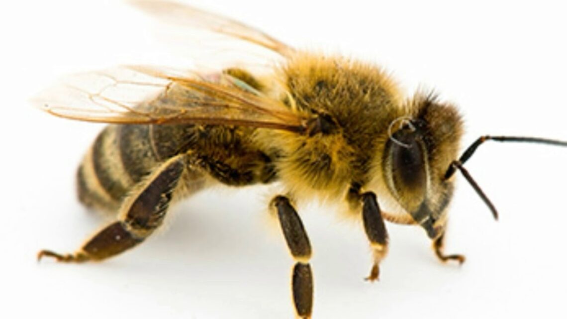 Colaboración entre abejas: La importancia del trabajo en equipo en la ...