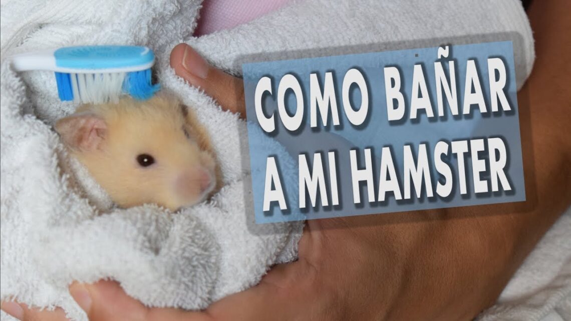Cómo bañar a un hámster de forma segura - Arjal